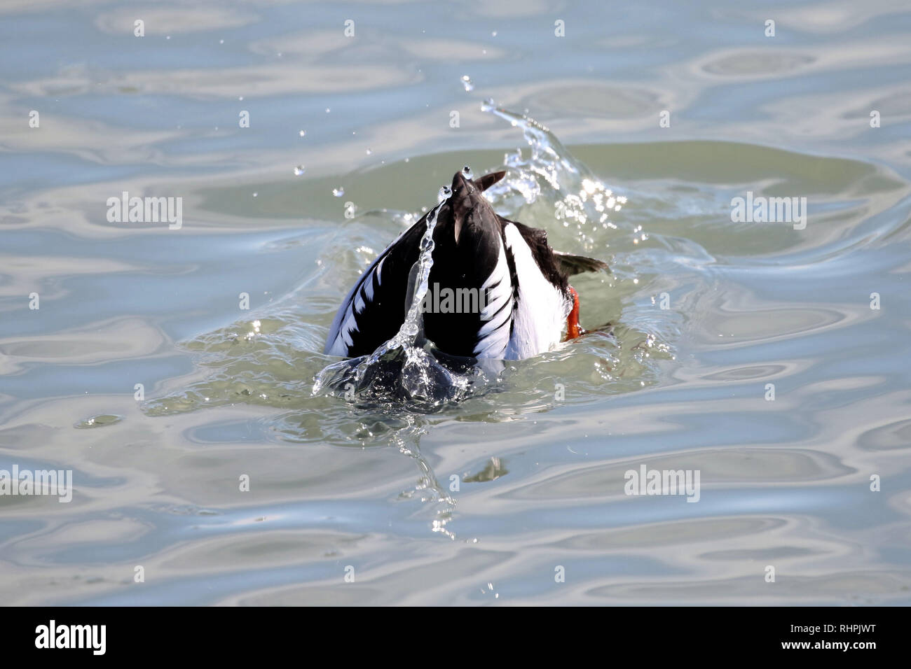 Diving Ducks High Resolution Stock Photography and Images - Alamy