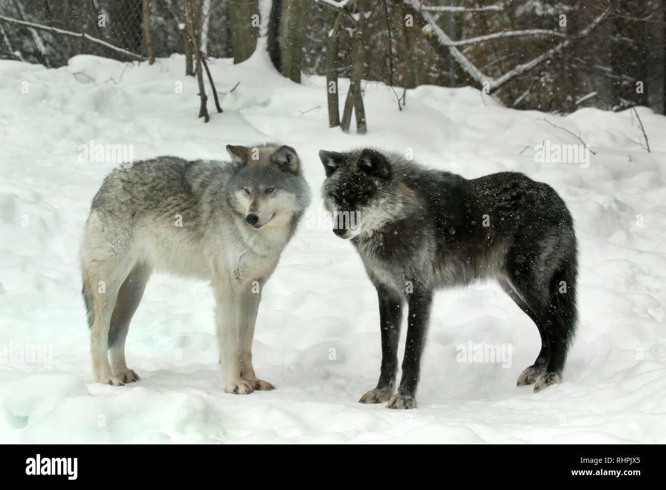 Wolf Center in the Haliburton Forest, Haliburton Ontario Stock Photo ...