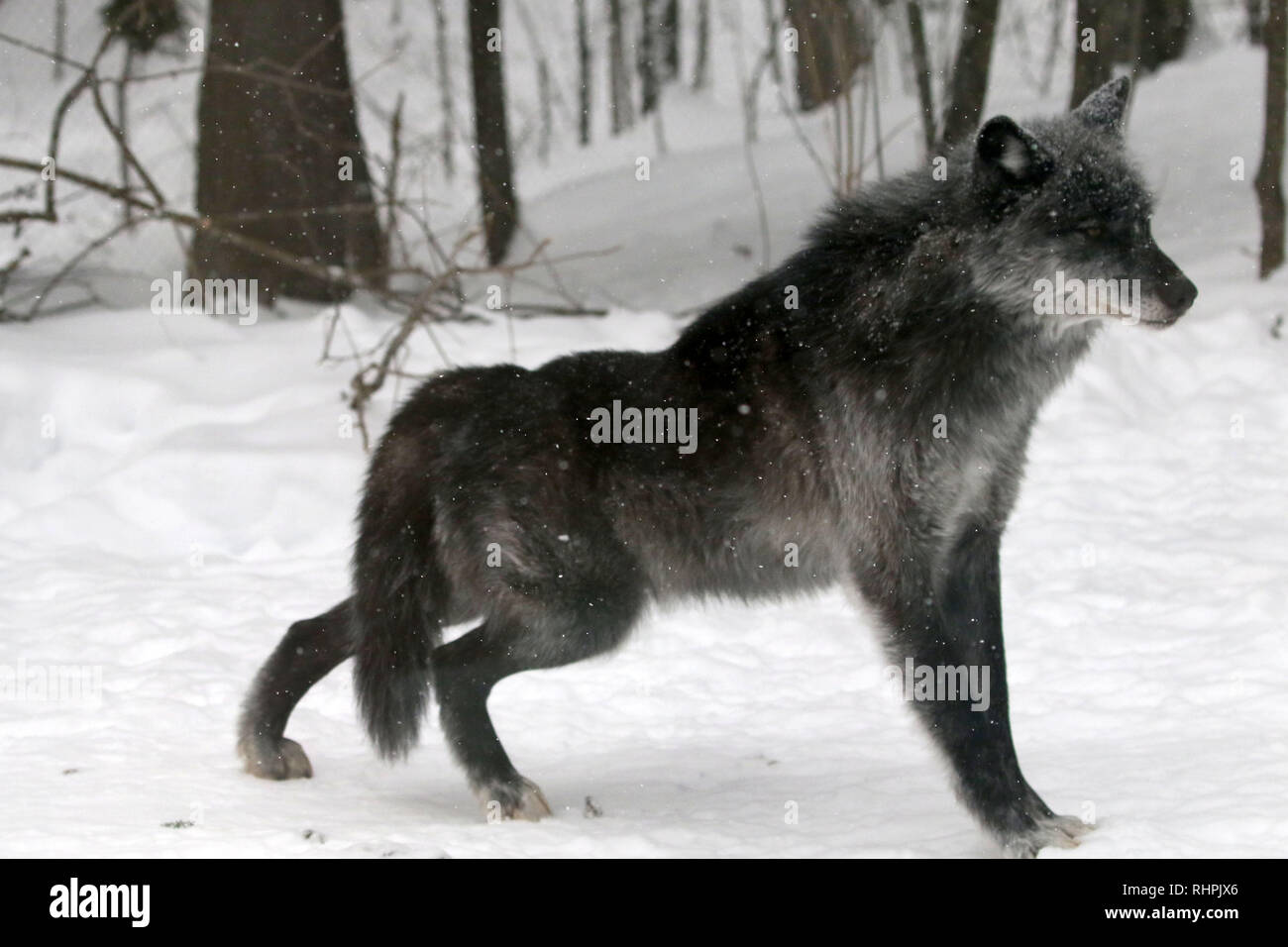 Wolf Center in the Haliburton Forest, Haliburton Ontario Stock Photo ...