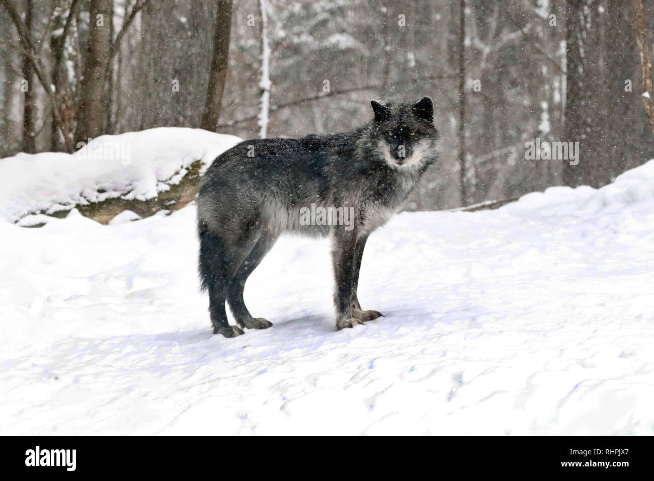 Haliburton forest hi-res stock photography and images - Alamy