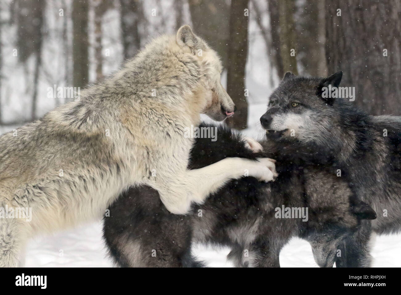 Wolf Center in the Haliburton Forest, Haliburton Ontario Stock Photo ...