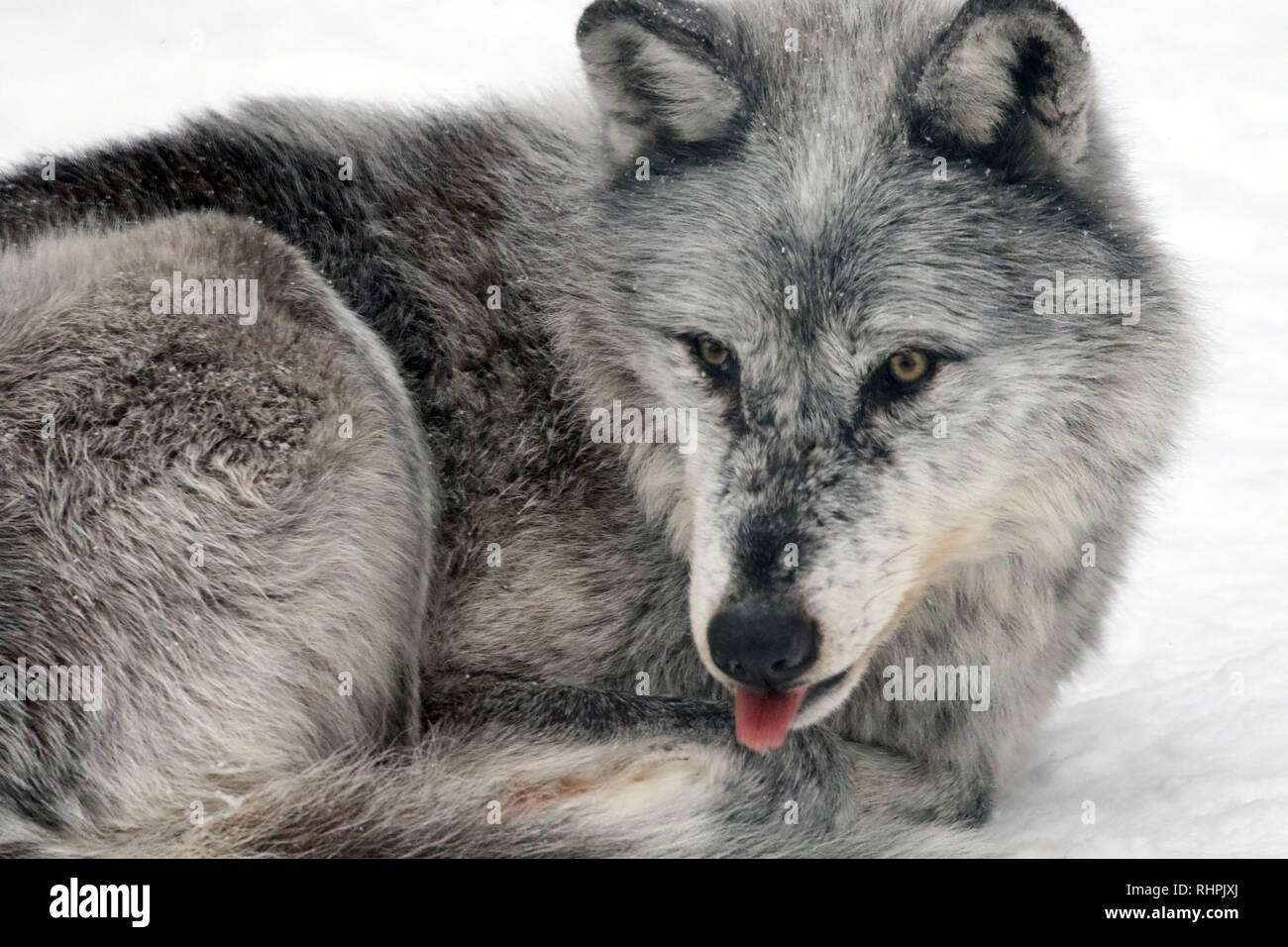 Wolf pack alpha female hi-res stock photography and images - Alamy