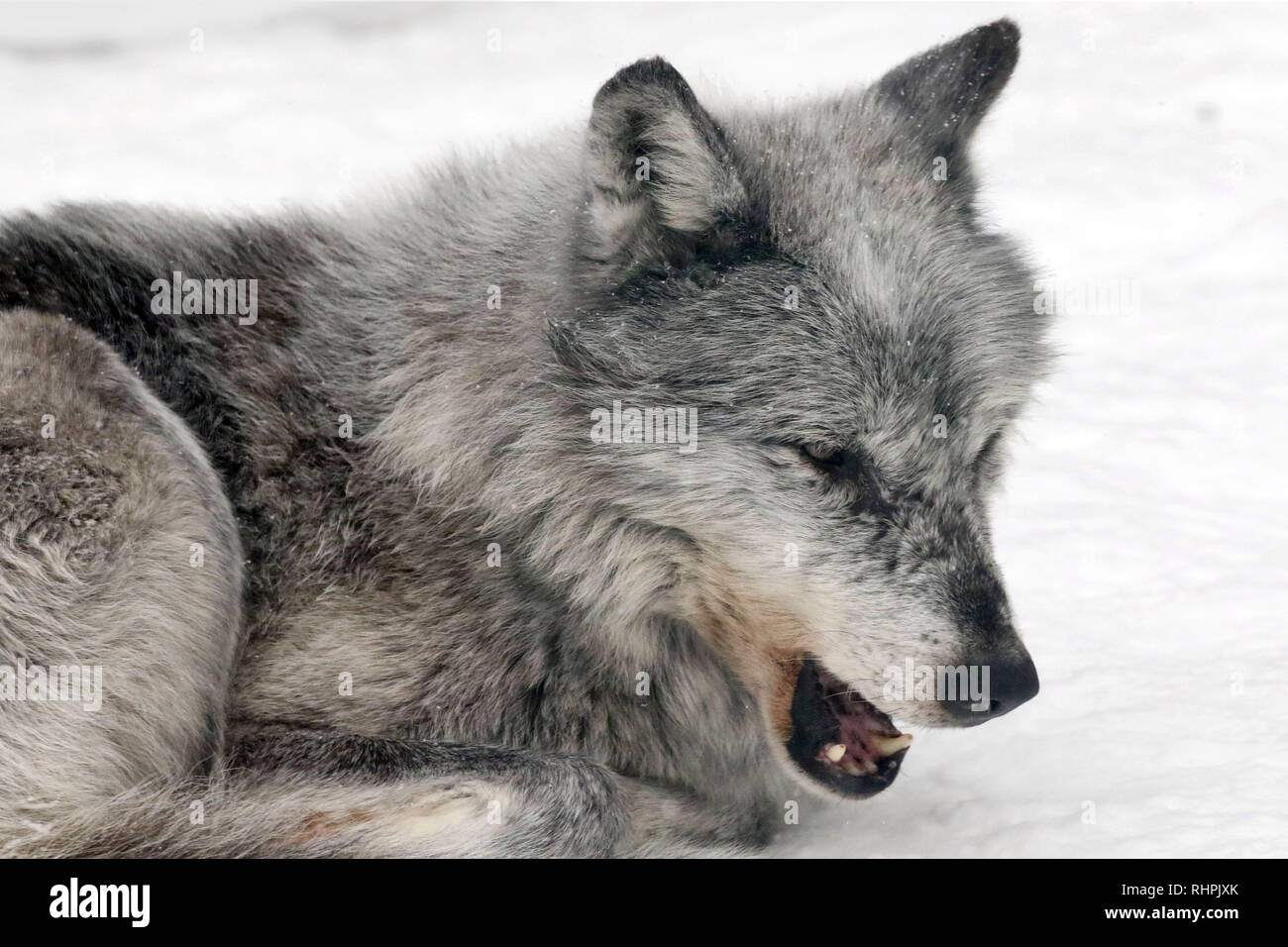 Wolf Center in the Haliburton Forest, Haliburton Ontario Stock Photo ...