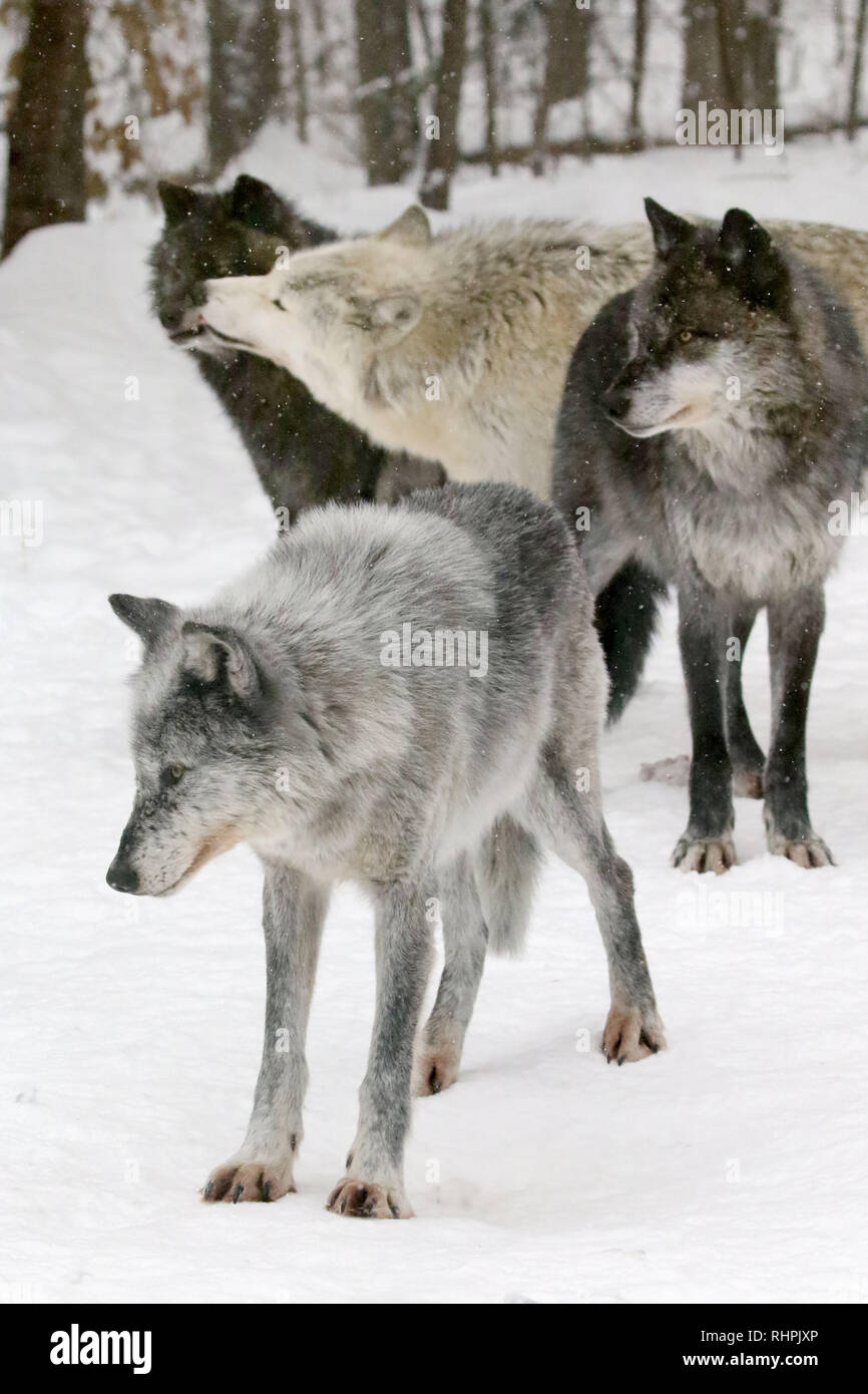 Wolf Center in the Haliburton Forest, Haliburton Ontario Stock Photo ...