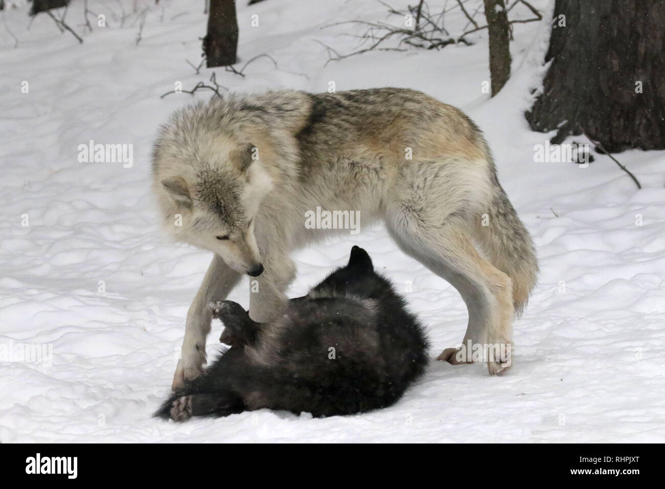 Wolf Center in the Haliburton Forest, Haliburton Ontario Stock Photo ...