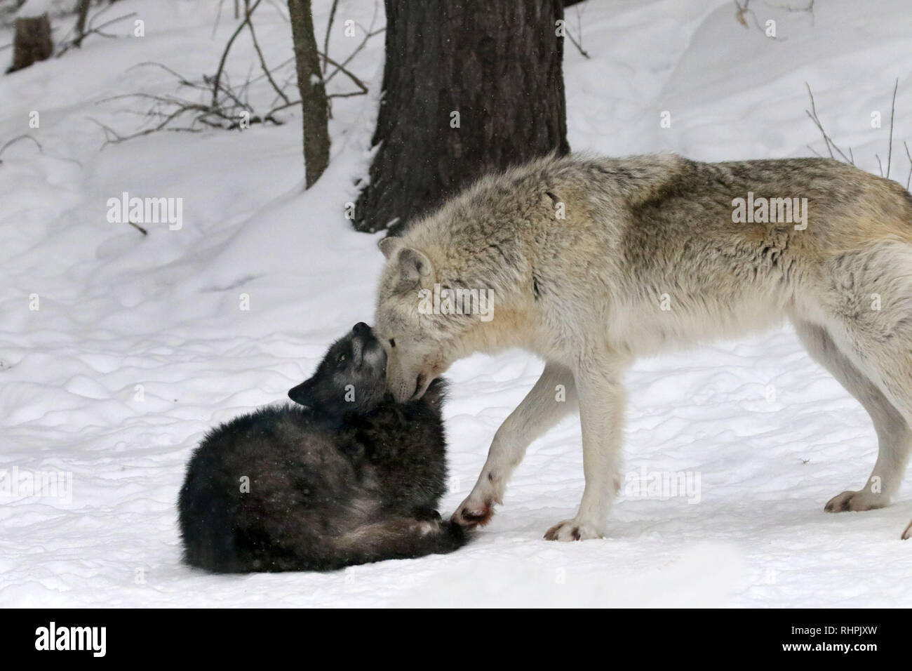 Wolf Center in the Haliburton Forest, Haliburton Ontario Stock Photo ...