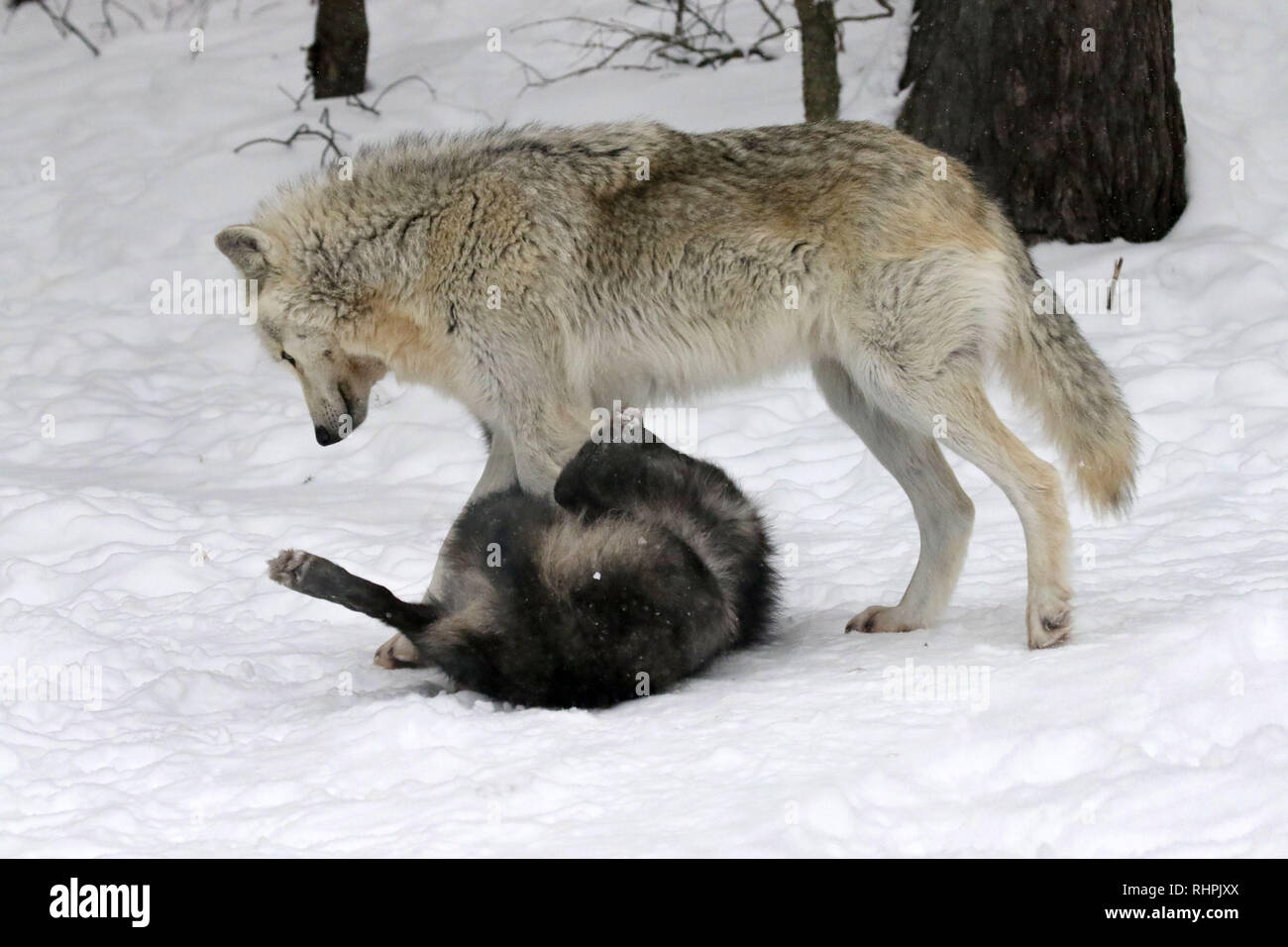 Wolf Center in the Haliburton Forest, Haliburton Ontario Stock Photo ...