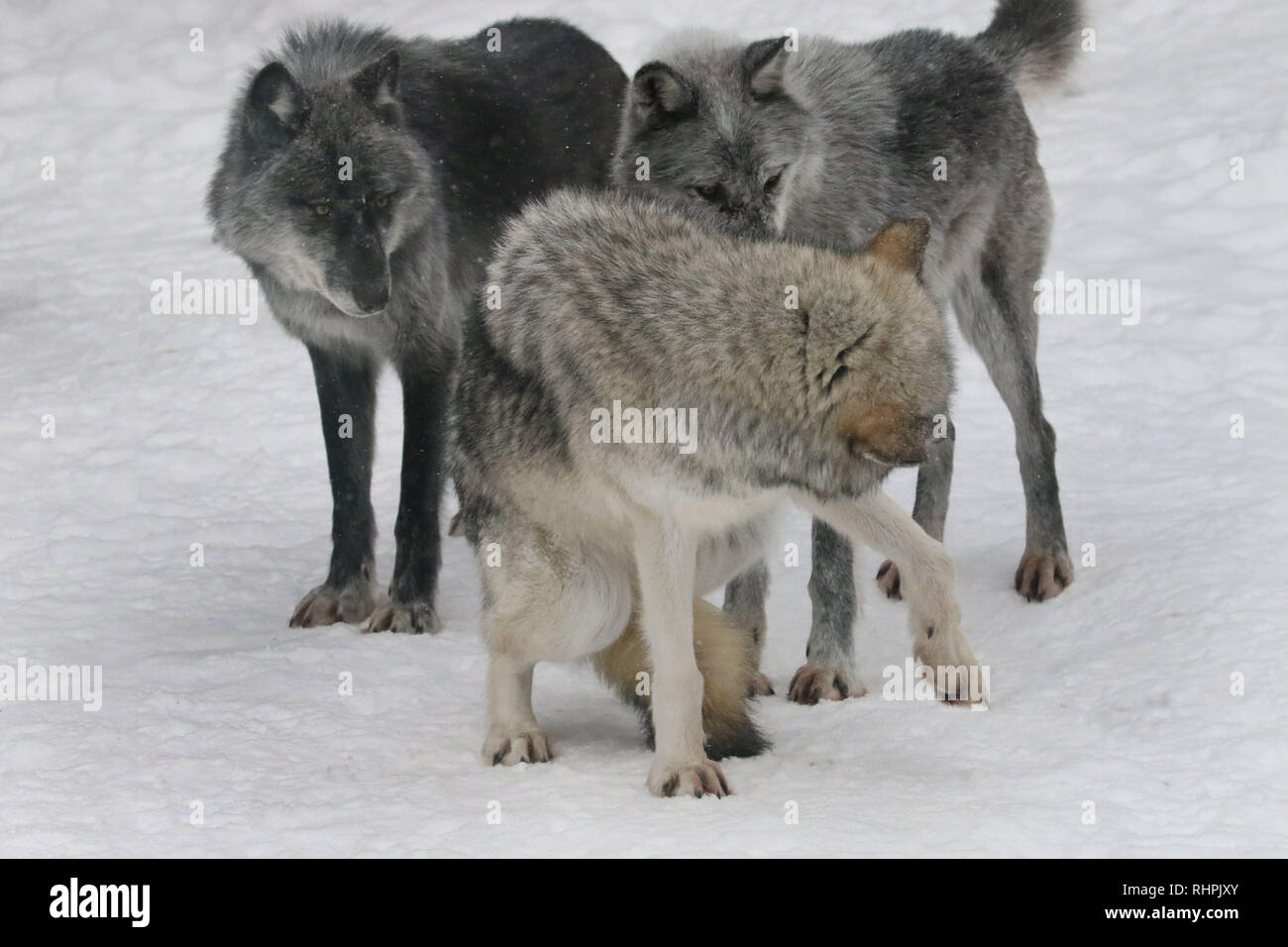 Wolf Center in the Haliburton Forest, Haliburton Ontario Stock Photo ...