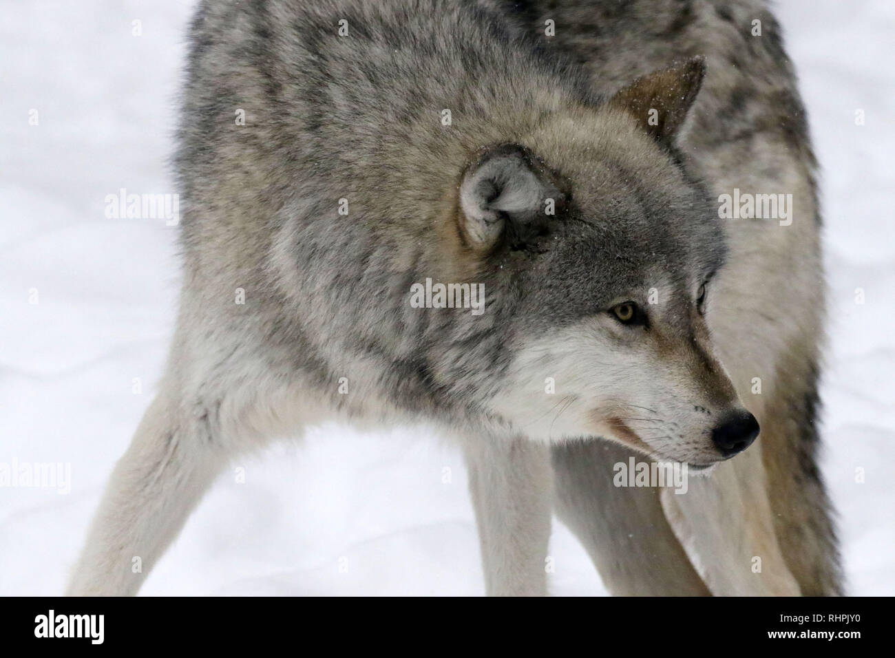 Wolf alpha pair hi-res stock photography and images - Alamy