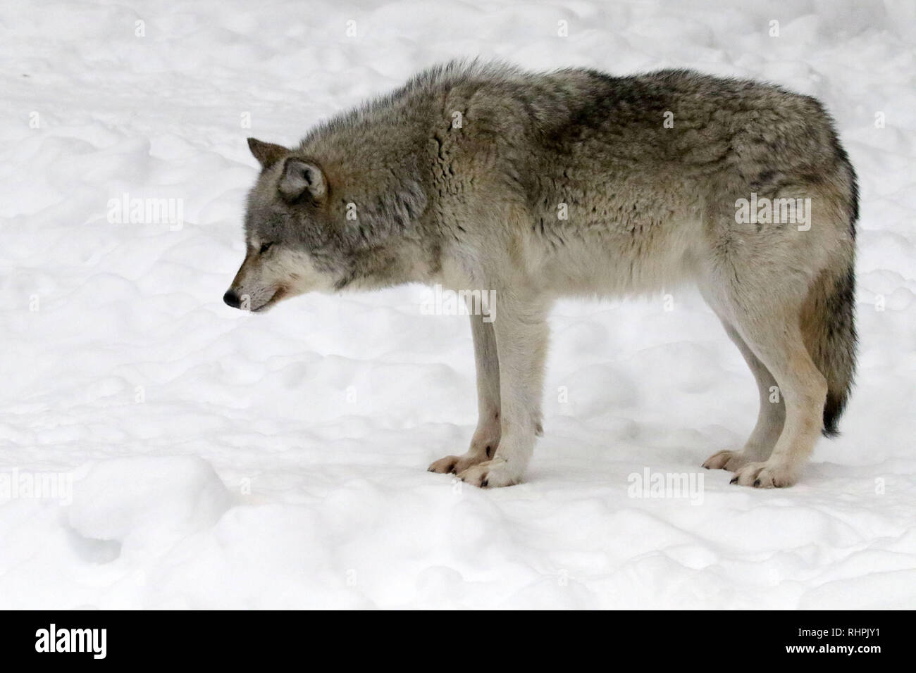 Wolf Center in the Haliburton Forest, Haliburton Ontario Stock Photo ...