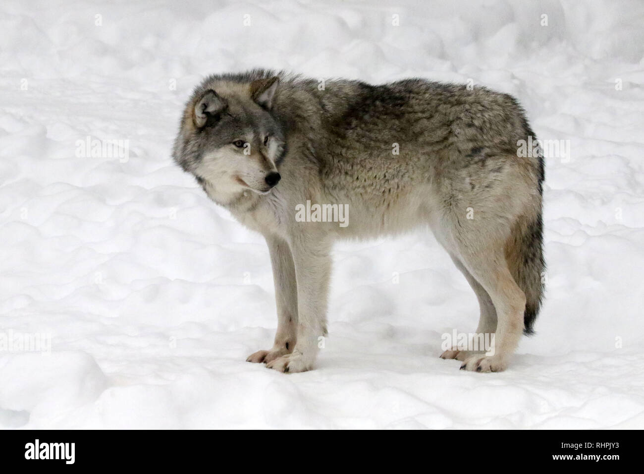 Wolf Center in the Haliburton Forest, Haliburton Ontario Stock Photo ...