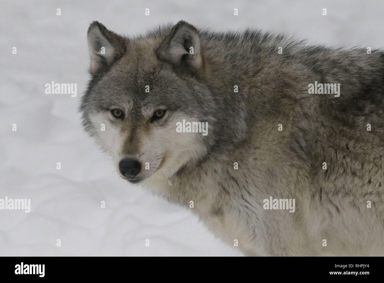 Wolf Center in the Haliburton Forest, Haliburton Ontario Stock Photo ...