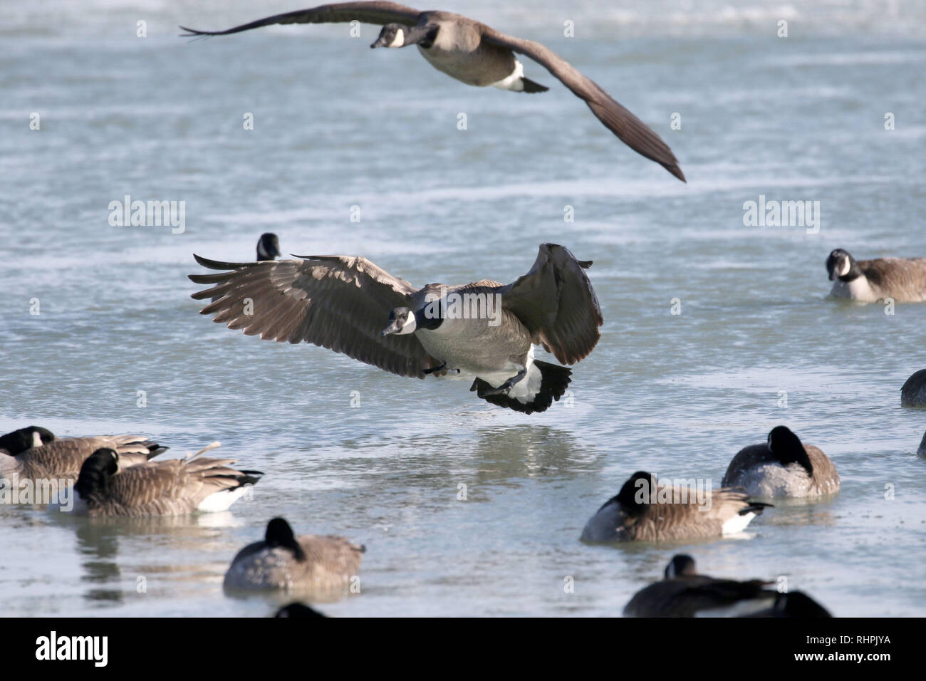 Strong flying geese hi-res stock photography and images - Alamy