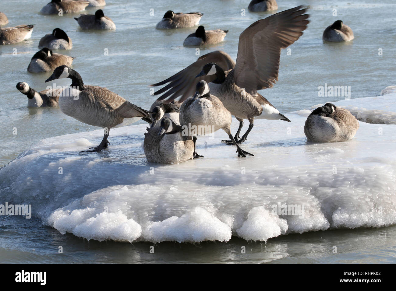 Canada geese about to land on lake hi-res stock photography and images ...