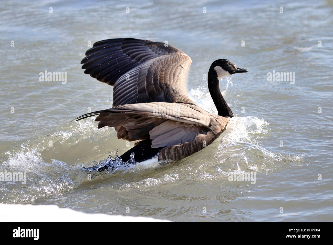 Canadian winter can be tough hi-res stock photography and images - Alamy