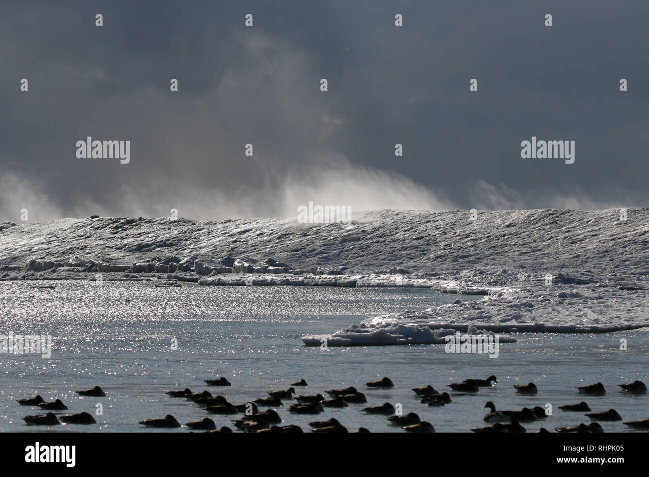 Difficult weather conditions for wildlife hi-res stock photography and ...