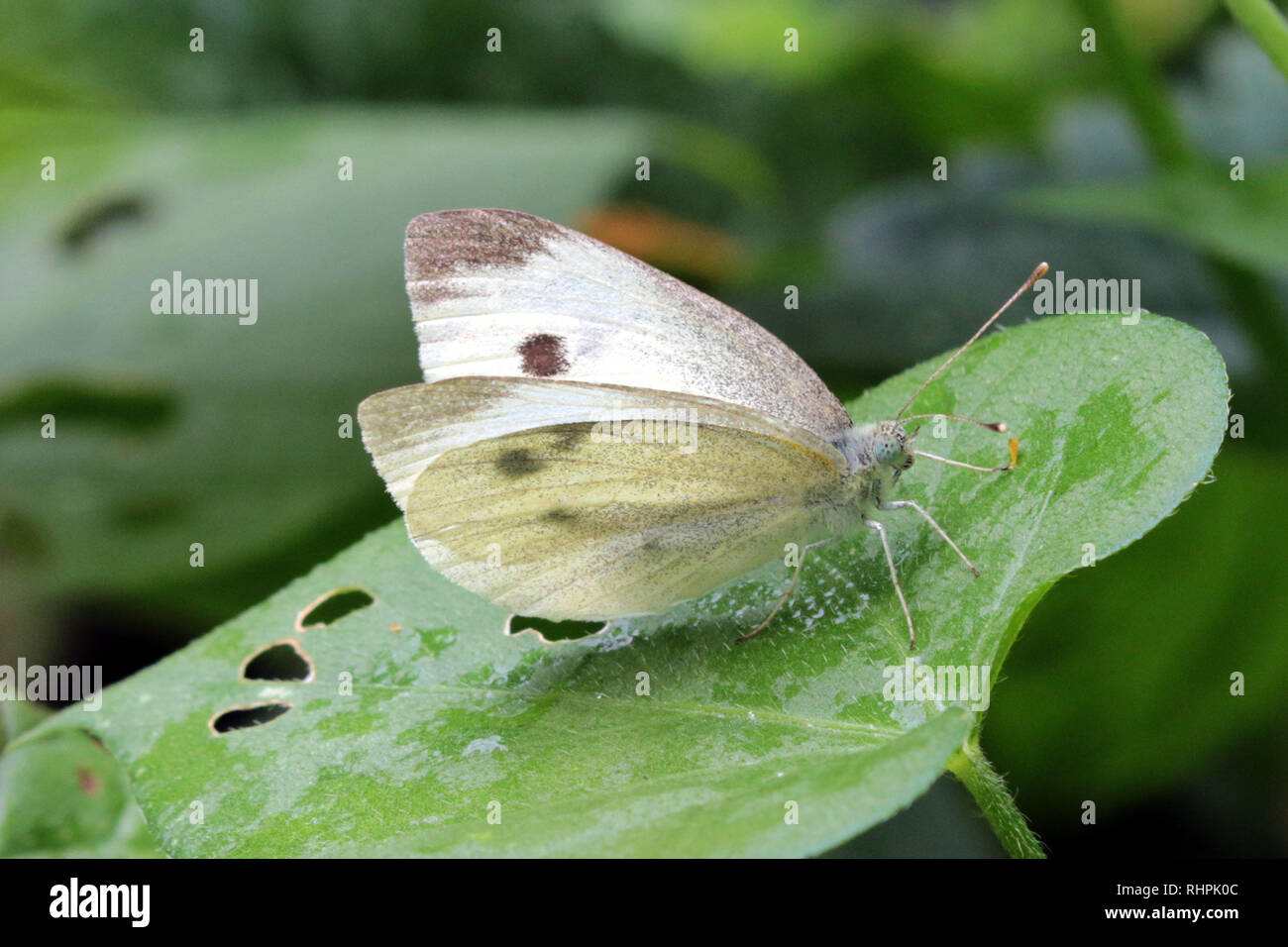 Cabbage White butterfly Stock Photo - Alamy