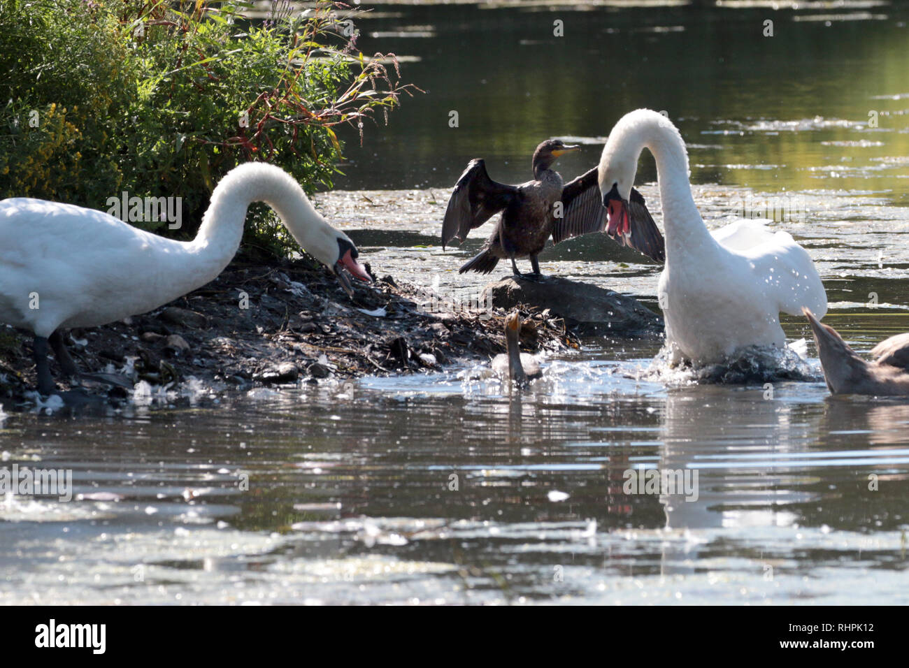Drowning swans hi-res stock photography and images - Alamy