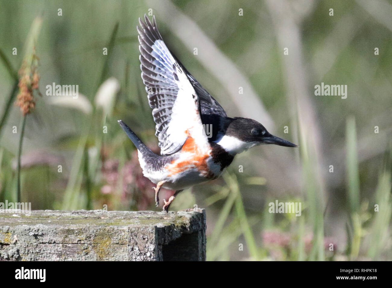 Belted Kingfisher in Nature Reserve Stock Photo - Alamy