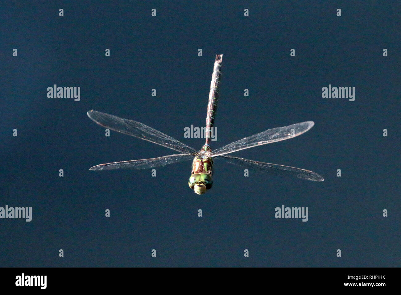 Mating season dragonflies hi-res stock photography and images - Alamy