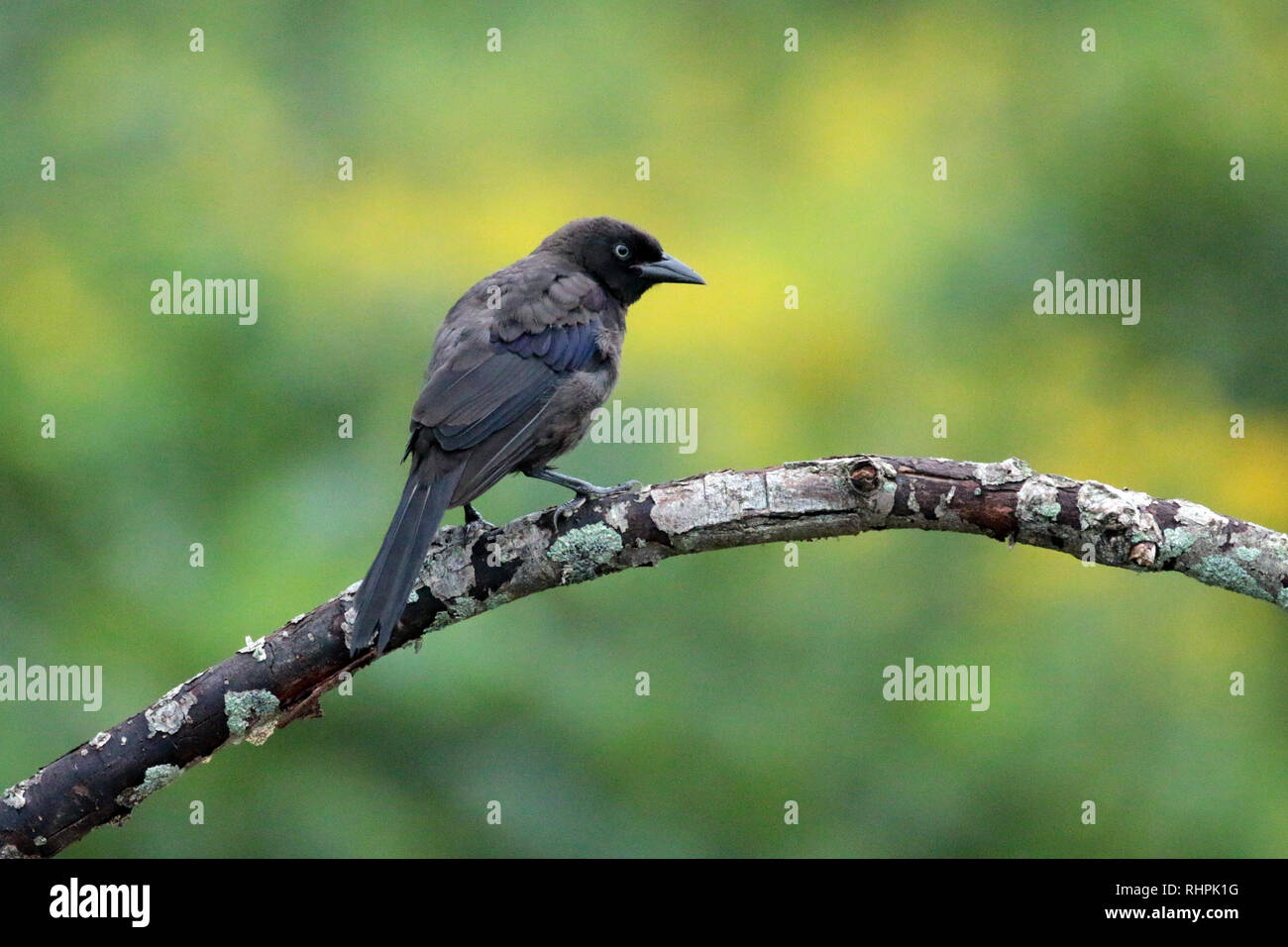 Common Grackle in flight just above perch Stock Photo - Alamy