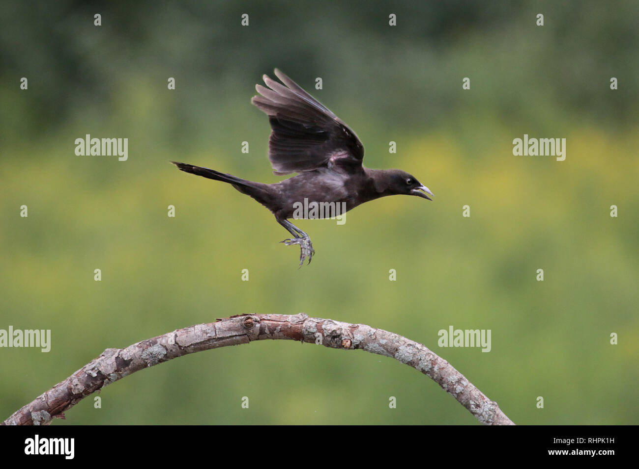 Common Grackles in fight Stock Photo - Alamy