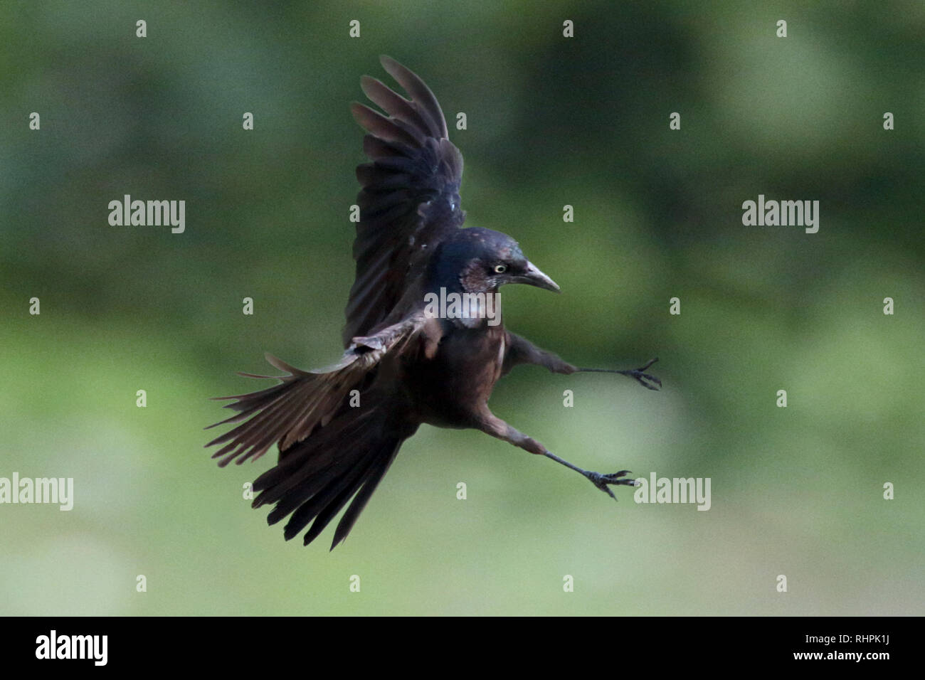 Common Grackles in fight Stock Photo - Alamy