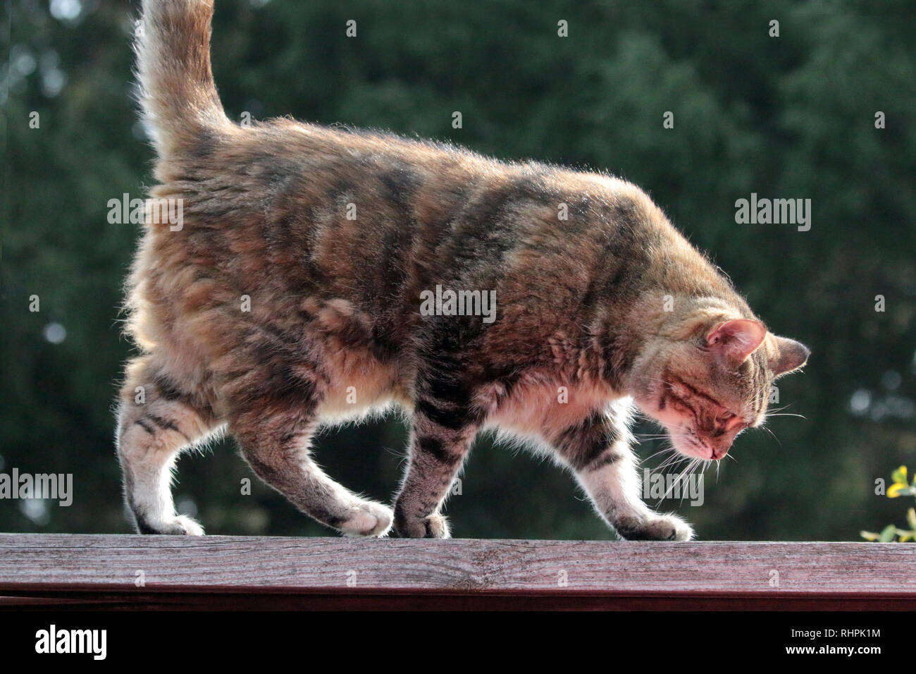 Marbled Bengal house cat in garden Stock Photo - Alamy