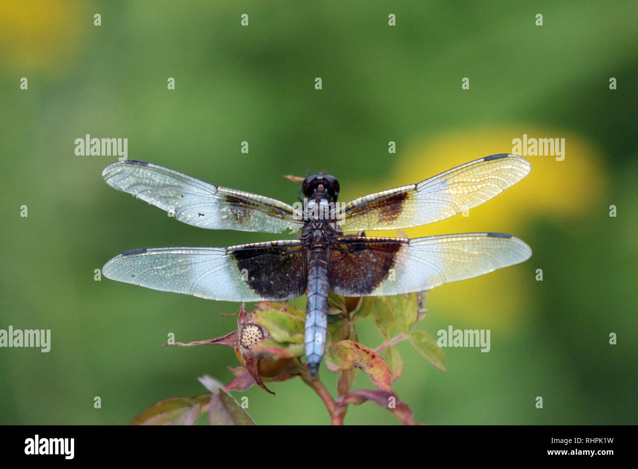 Mating season dragonflies hi-res stock photography and images - Alamy