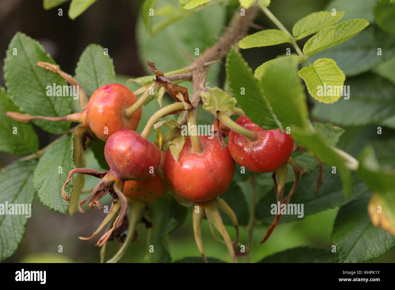 Growing roses from seeds hi-res stock photography and images - Alamy