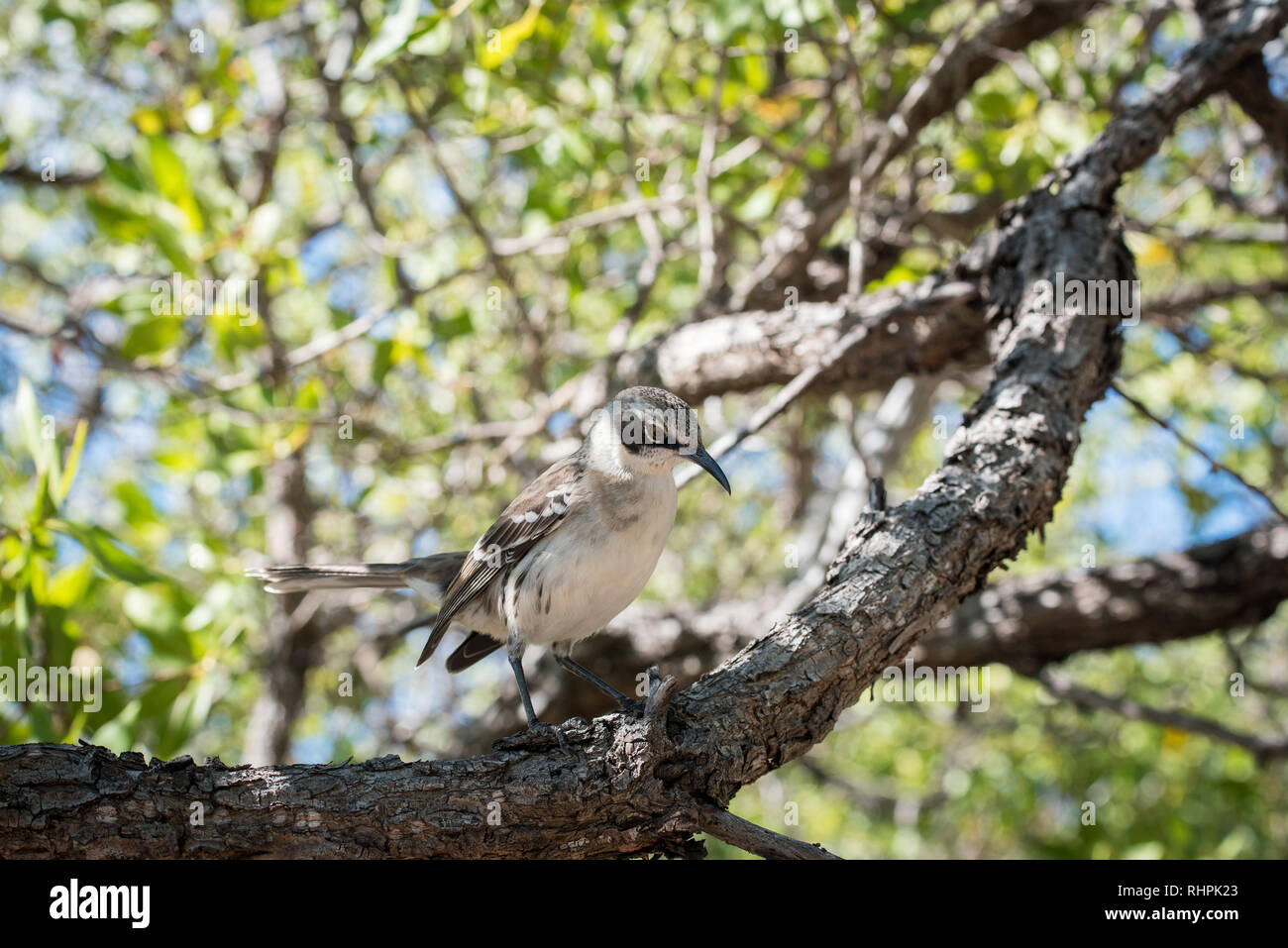 Northern mockingbird berry hi-res stock photography and images - Alamy