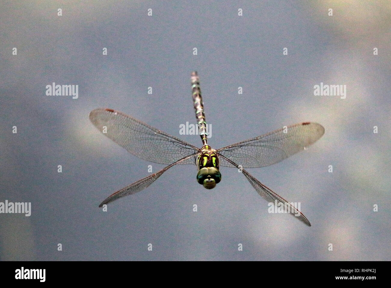 Mating season dragonflies hi-res stock photography and images - Alamy