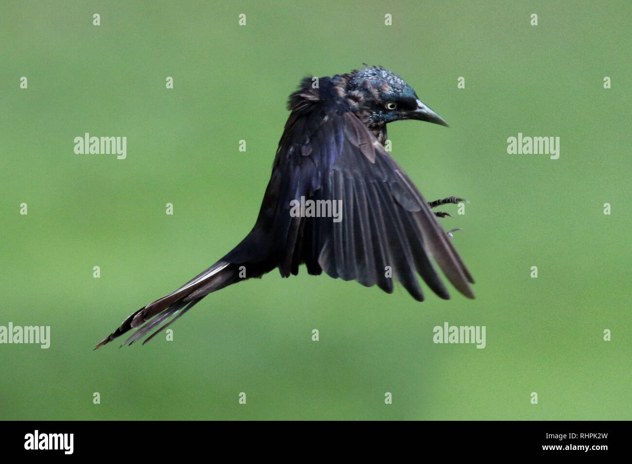 Common Grackles in fight Stock Photo - Alamy