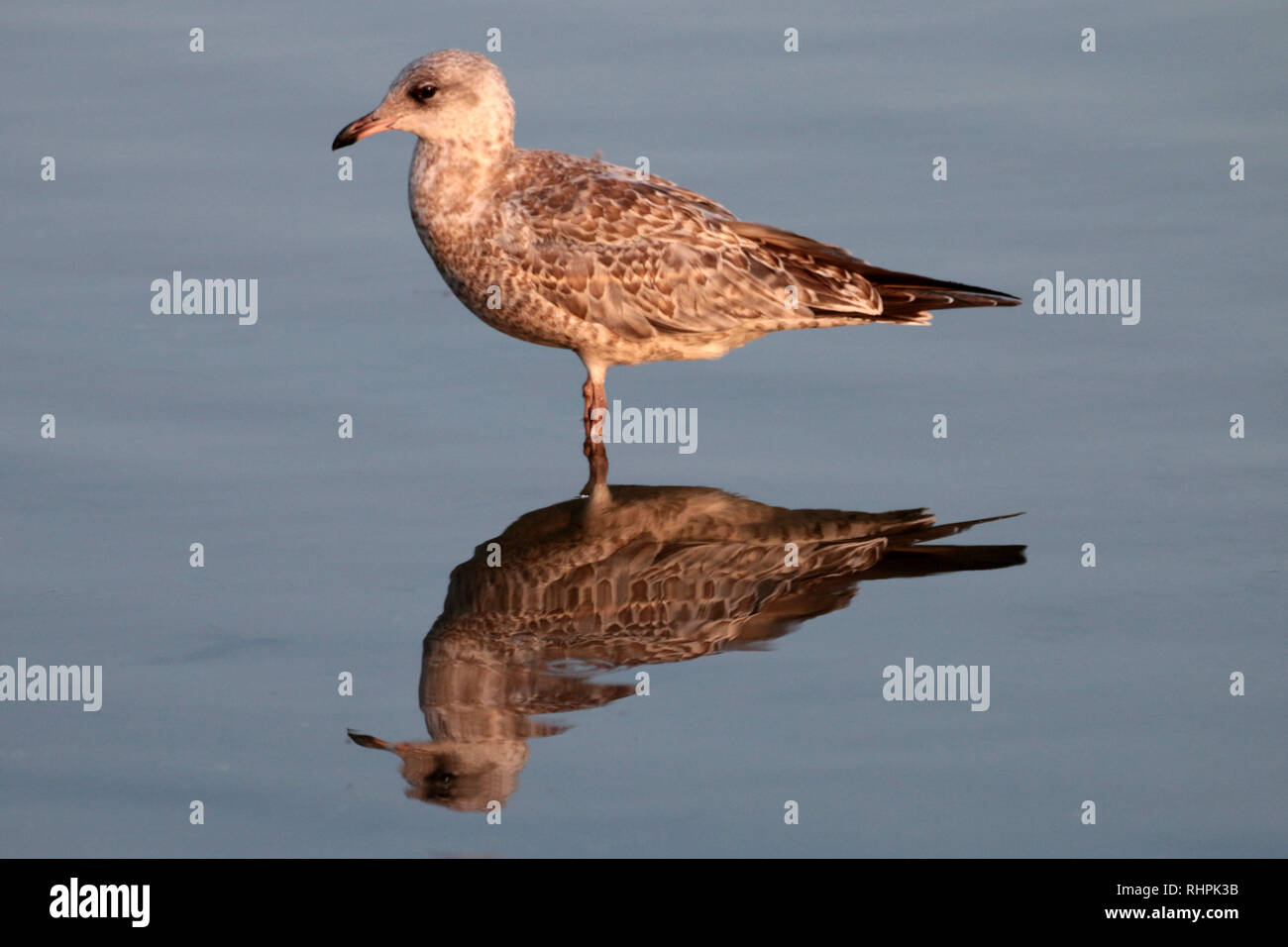 Ring legs are yellow billed hi-res stock photography and images - Alamy
