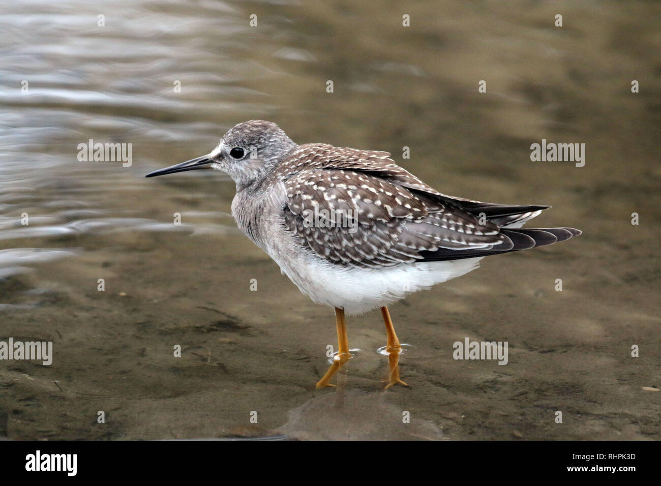 Lesser Yellowlegs in river Stock Photo - Alamy