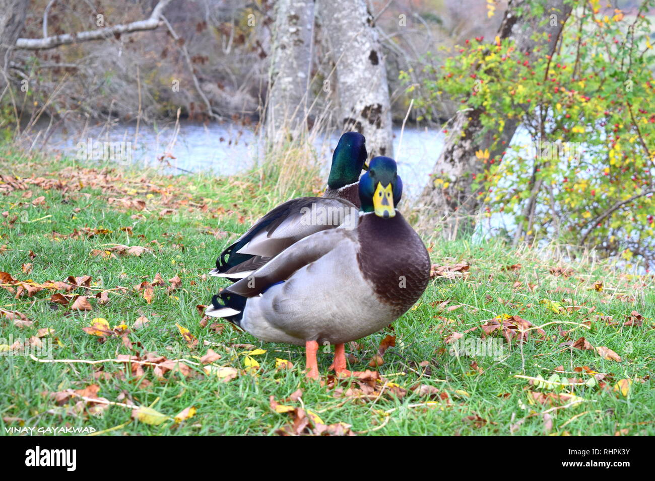Ducks in the park Stock Photo - Alamy