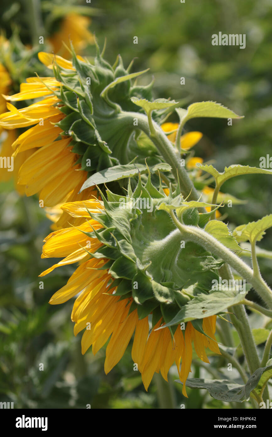 Sunflowers growing on farm back view Stock Photo - Alamy