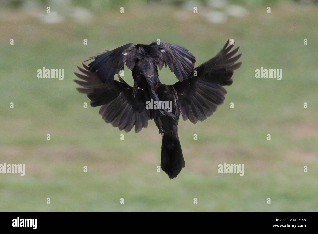 Common grackles in flight, mother feeding chick Stock Photo - Alamy
