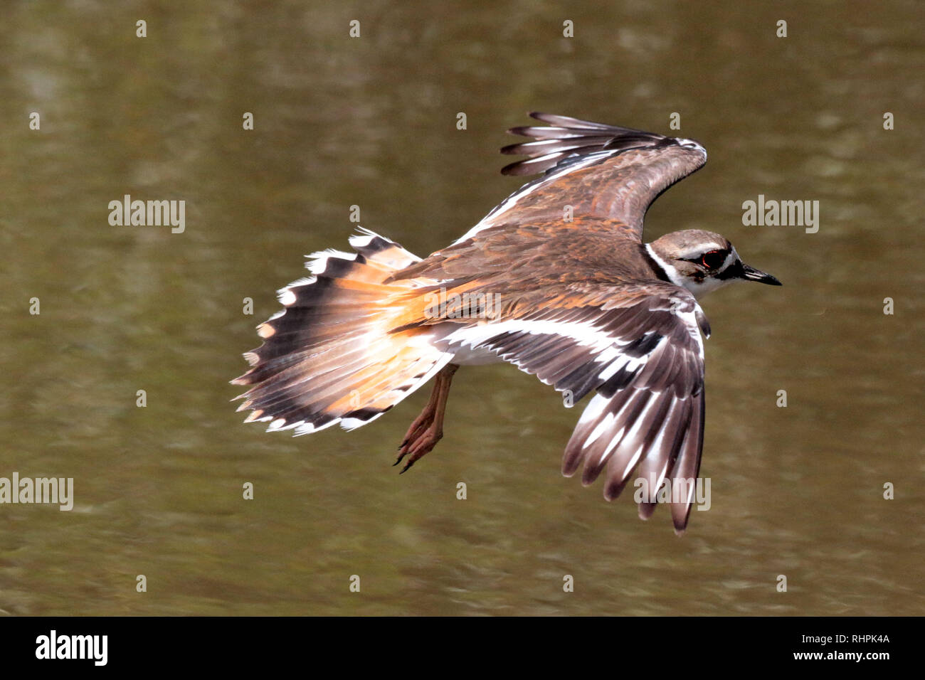 Kildeer in flight Cobourg Creek Ontario Stock Photo - Alamy