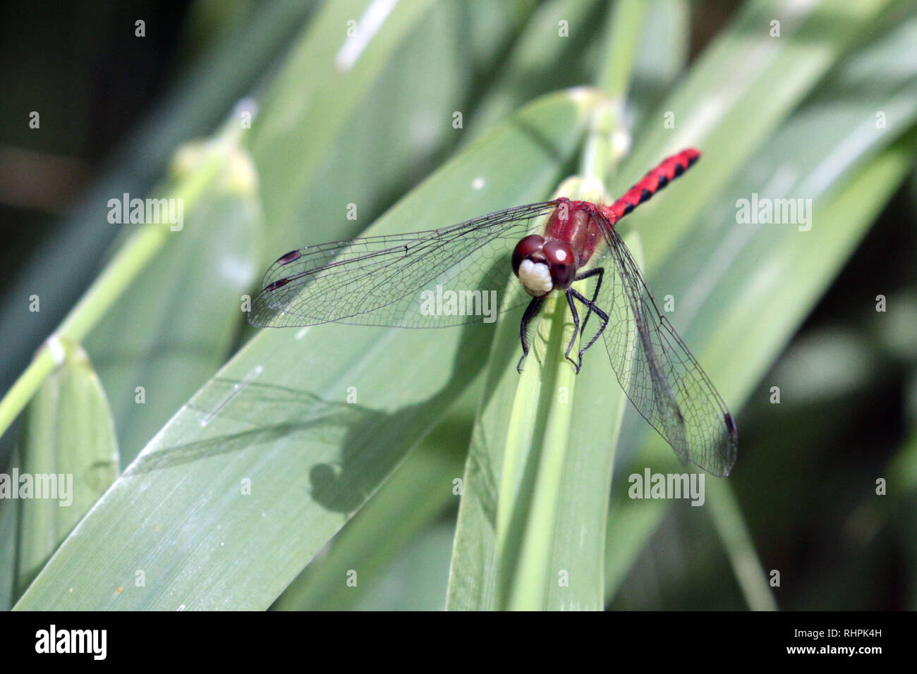 Spiracles To Breathe On Abdomen High Resolution Stock Photography and ...
