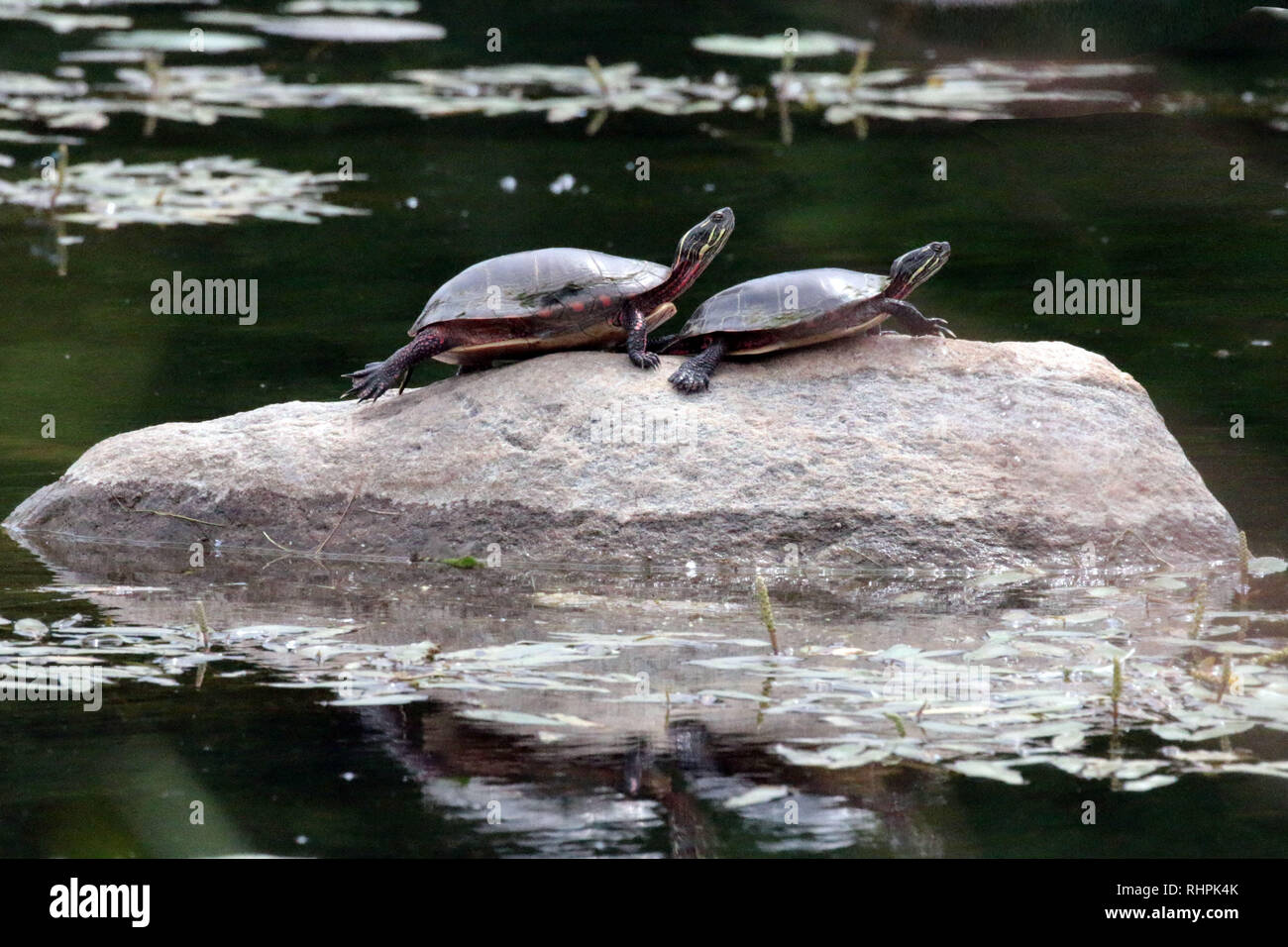 Turtle food chain hi-res stock photography and images - Alamy