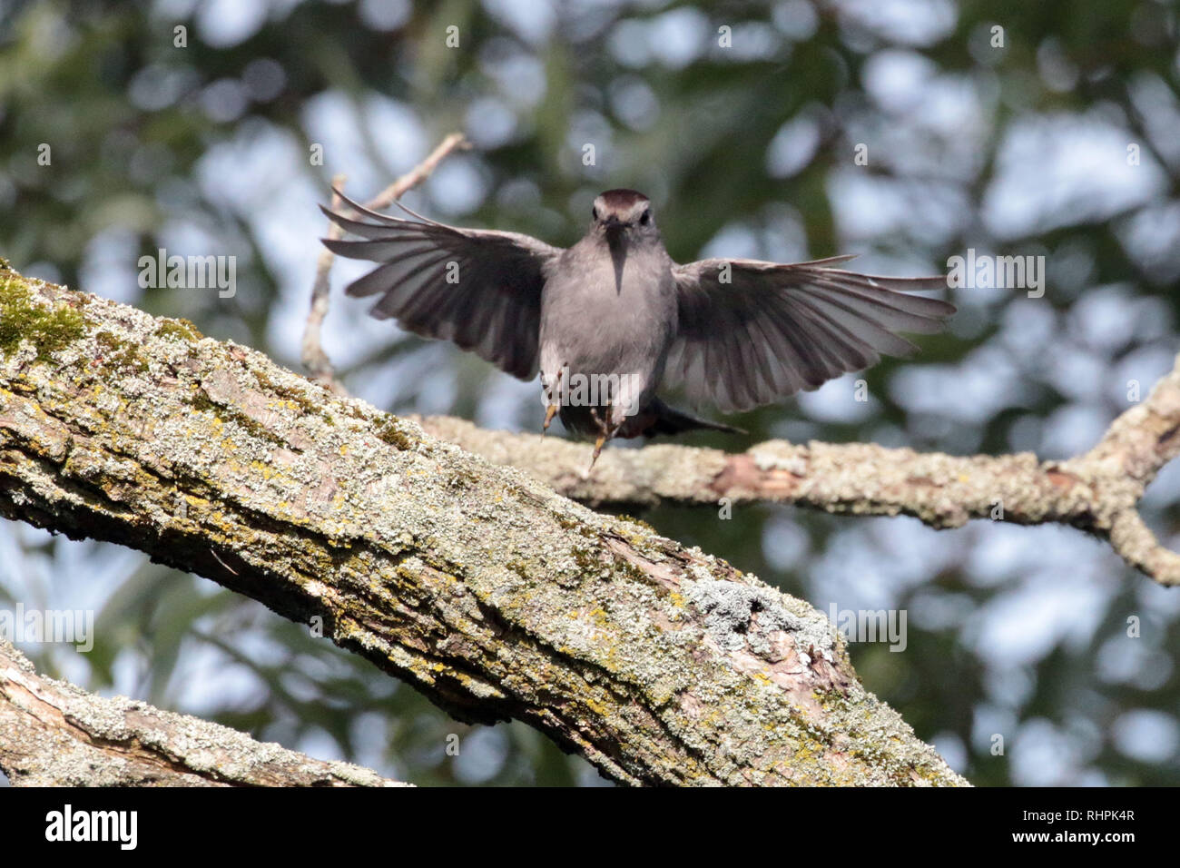 Cat landing feet hi-res stock photography and images - Alamy