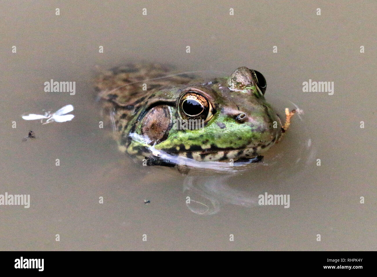 Bullfrog in water closep Stock Photo - Alamy