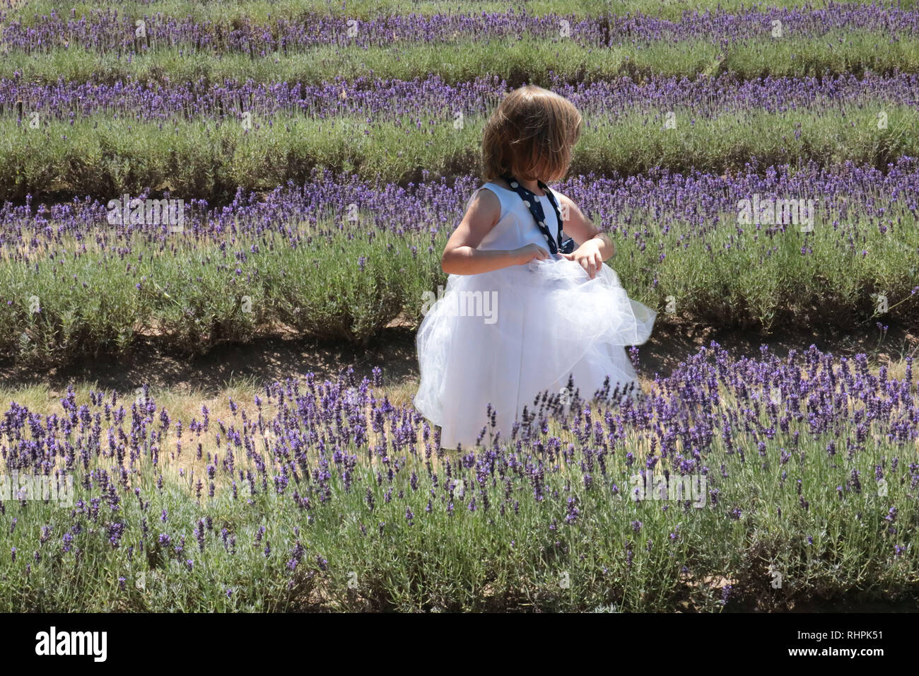 Small girl in tutu in Lavender fields Stock Photo - Alamy