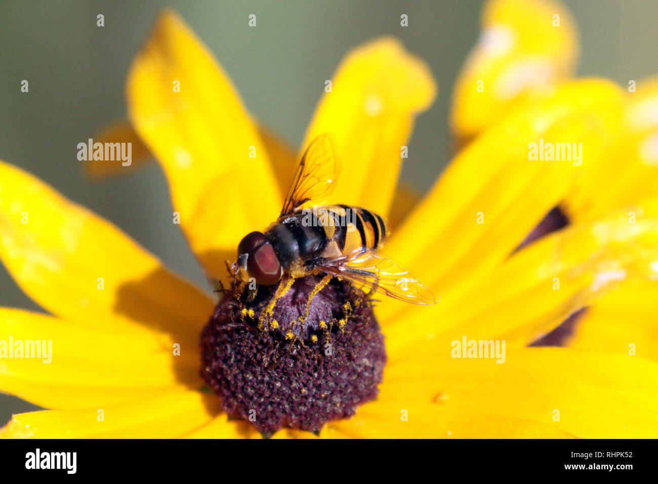 Tricks predators to thinking its a bee hi-res stock photography and ...