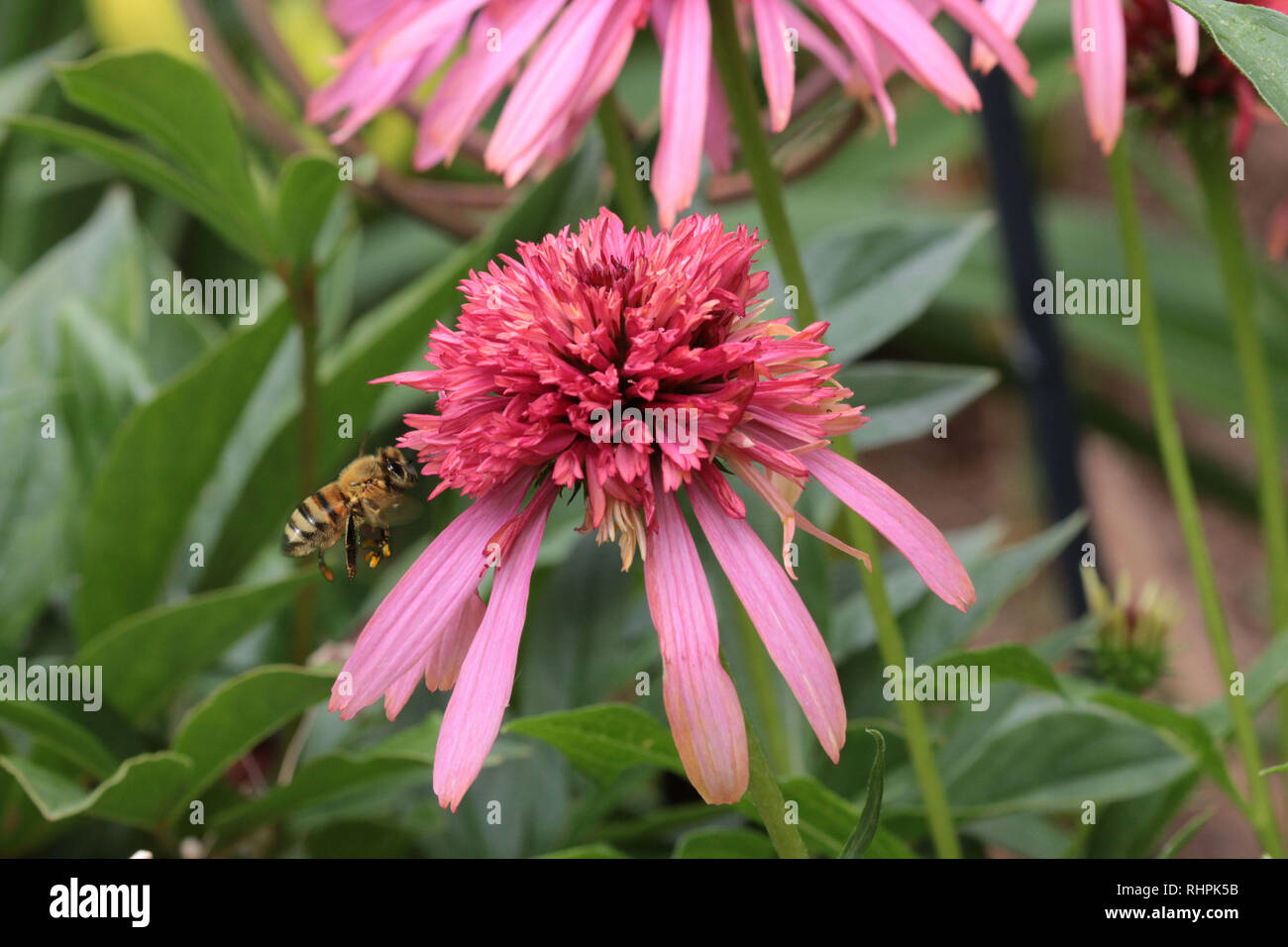 Wildflowers growing in swamp Stock Photo - Alamy