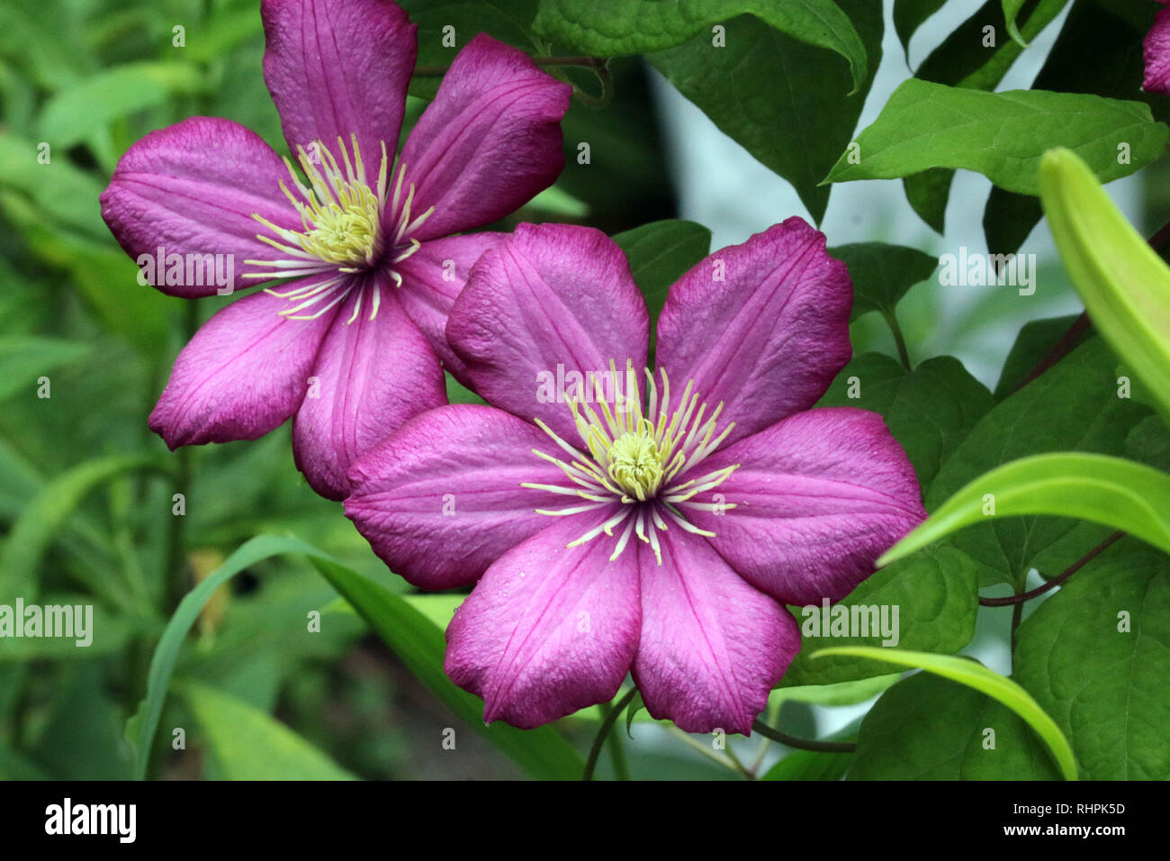 Wildflowers growing in swamp Stock Photo - Alamy