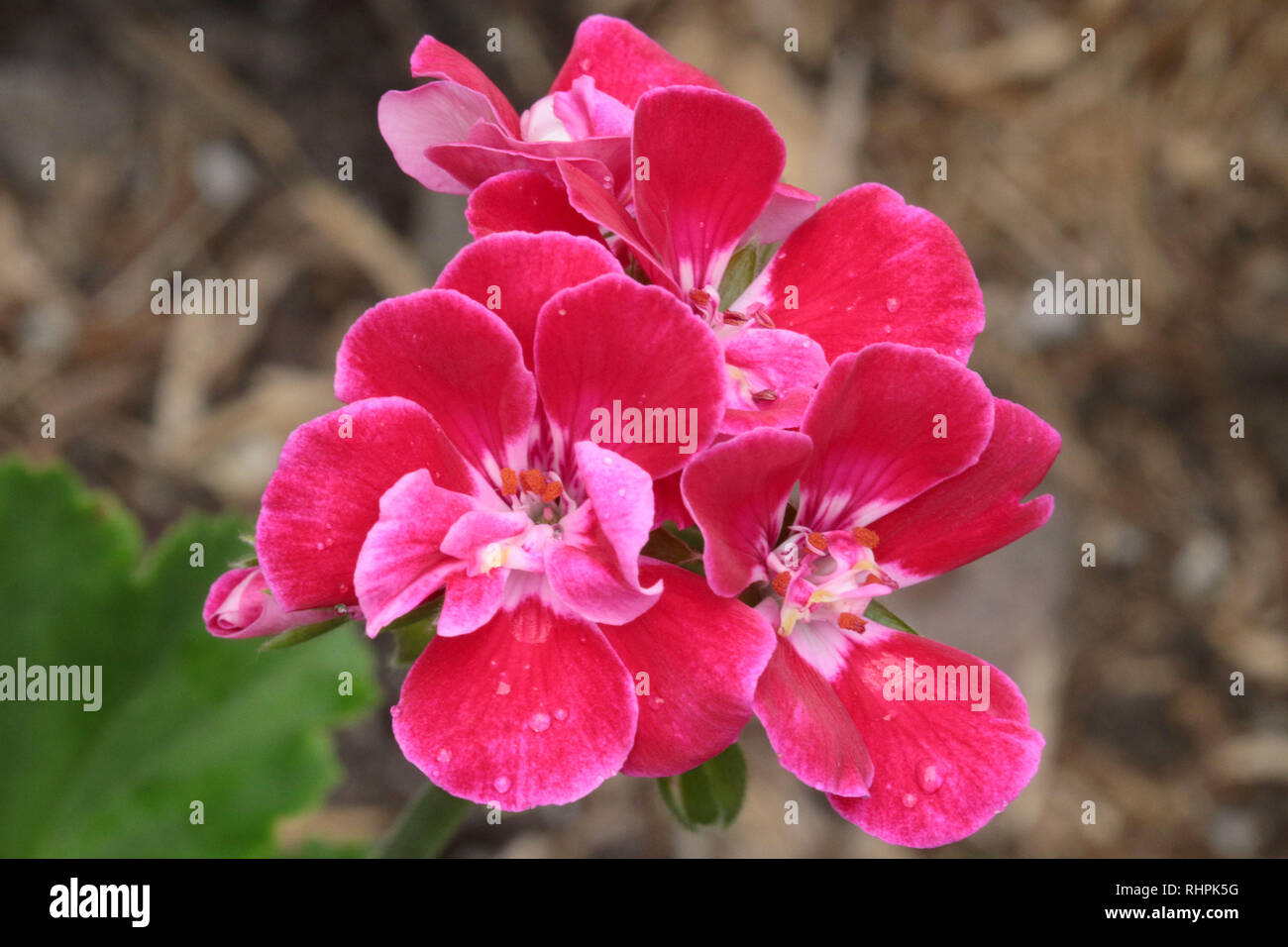 Wildflowers growing in swamp Stock Photo - Alamy