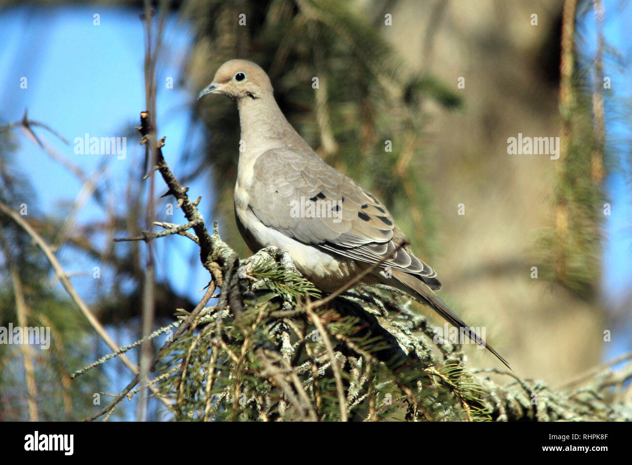 Mourning Dove in tree Stock Photo - Alamy