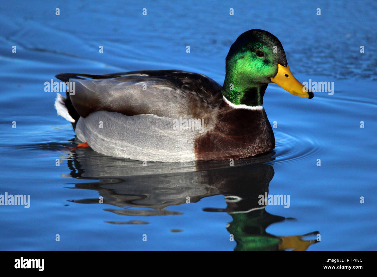 Mallard drake in lake Stock Photo - Alamy